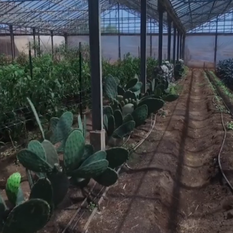 Alcohol Can Be A Gas! - Fueling an Ethanol Revolution for the 21st Century